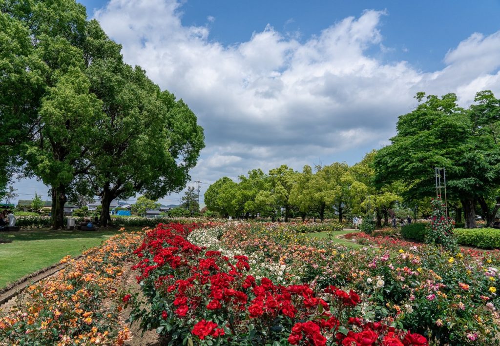 RSKバラ園｜圧巻のバラを鑑賞♪カフェparcで優雅にティータイムもお勧め【岡山市北区】 | 岡山スタイル